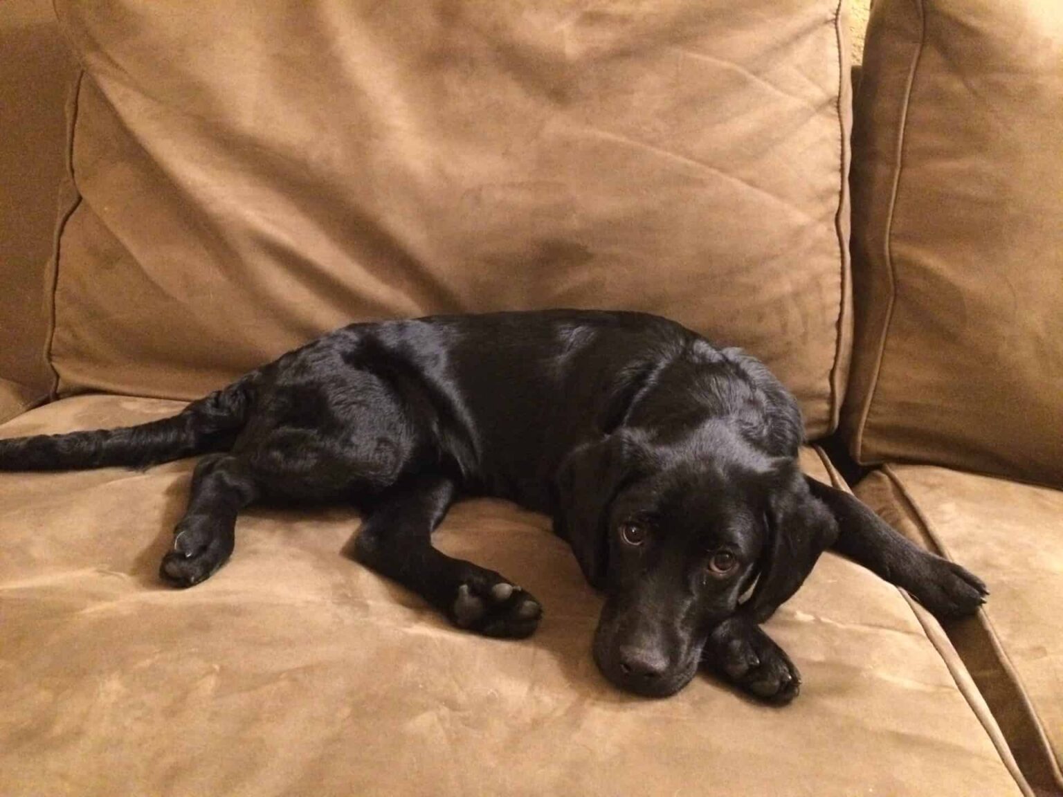 Hello, Cooper! - Natural Paws